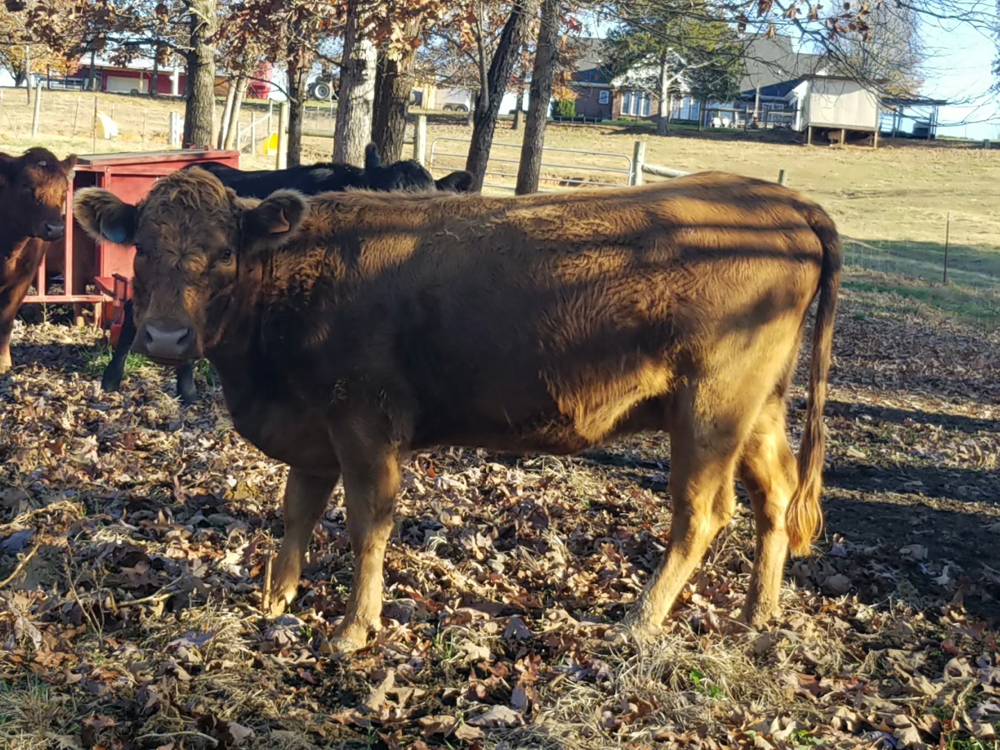 Herd Pictures – Chaney Registered Dexter Cattle