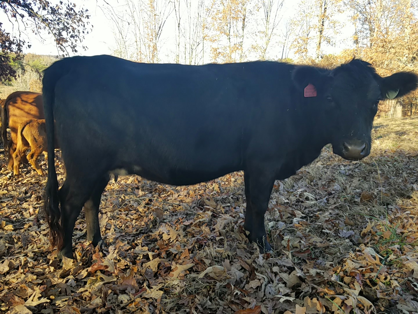 Herd Pictures – Chaney Registered Dexter Cattle